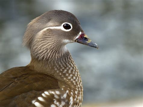 Do Ducks Migrate All You Need To Know Birdfact Do Ducks Migrate All You Need To Know Birdfact