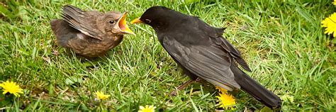 Wildlife And Landowner Advice Sussex Wildlife Trust