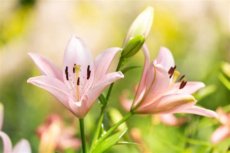Premium Photo Lily Flowers In A Garden