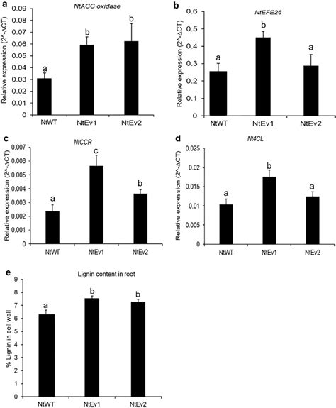 Gene Expression Profile And Lignin Content In Roots Of Uninfected N
