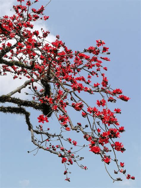 棉城木棉花木棉花花语第2页大山谷图库