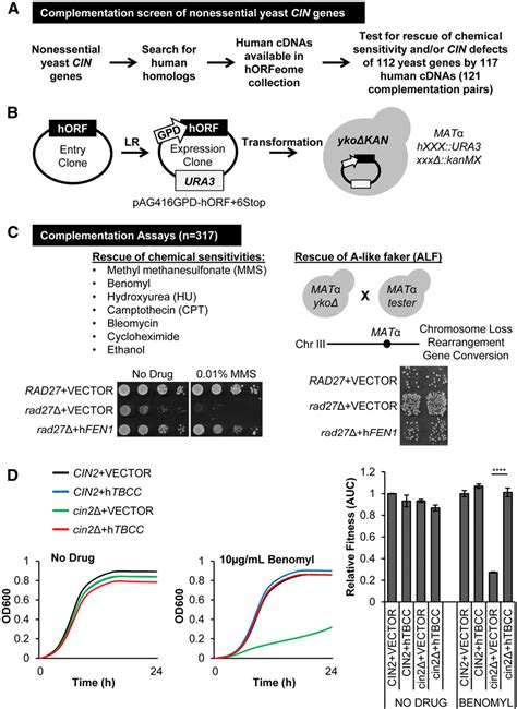 figure 1 from cross species complementation of nonessential yeast genes