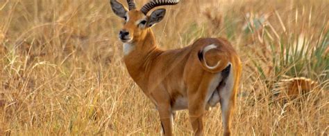 Uganda Kob — Destination Uganda Travelers
