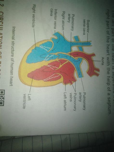 Right Part Of The Heart With The Help Of A Septum Internal Structure Of