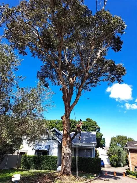 Bennetts Tree Service Arborist In Newcastle