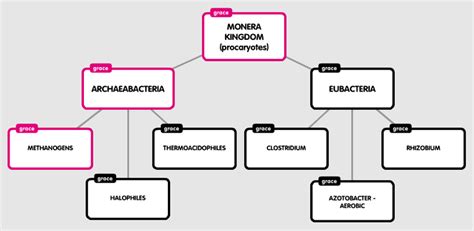 Description Methanogens
