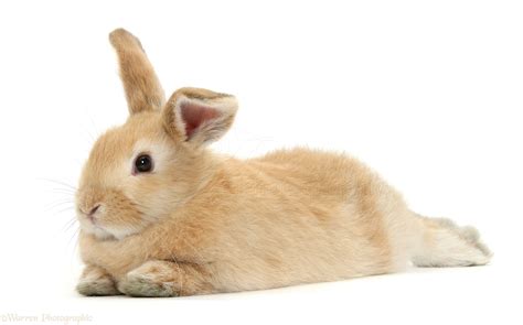 Sandy Rabbit Lying Stretched Out Photo Wp33664