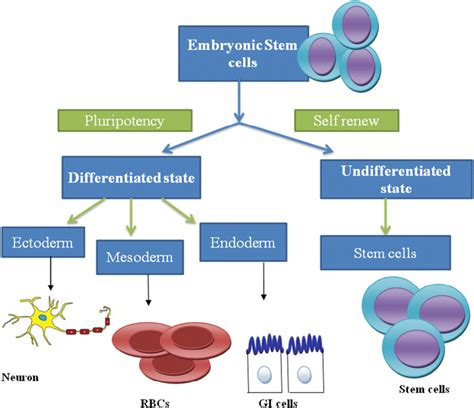 The Fate Of Embryonic Stem Cells Escs Possess Two Distinct Properties