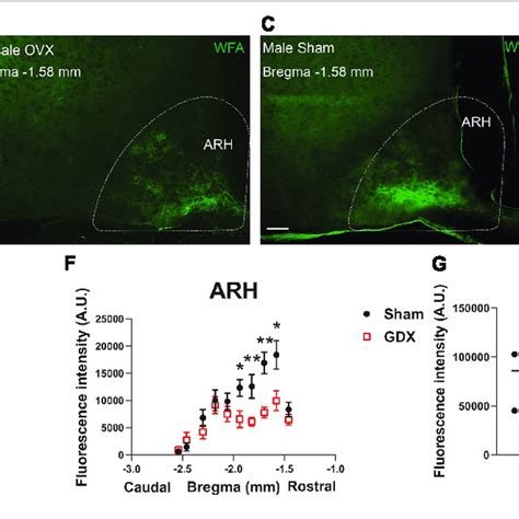 Distribution Of Wfa Labeled Pnns In The Mouse Hypothalamus