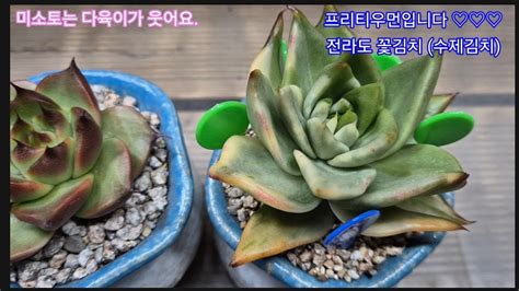 24825머큐리♡마리아금 다육이 뿌리컷팅 식재해요 Youtube