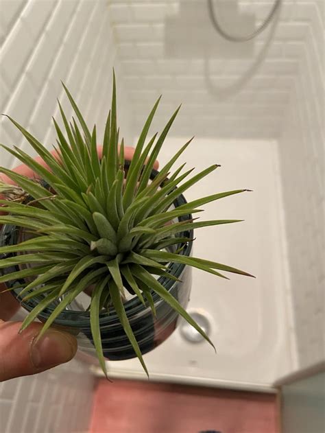 Complete Newbie Needs Help I Think Rairplants