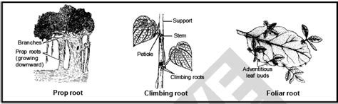 Modification Of Root Stem And Leaf Morphology Of Plants Class 11