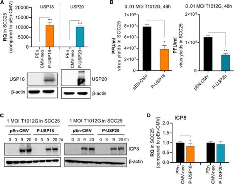 Effects Of Usp18 And Usp20 Overexpression On Viral Lytic Replication In