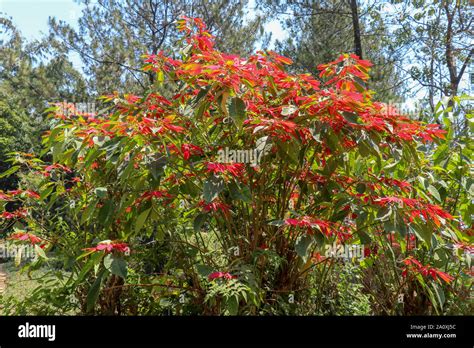 Poinsettia Shrub With Lot Of Red Flowers In The Wild In Tropical Area