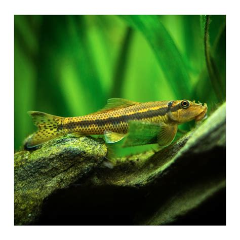 Chinese Algae Eater ~15