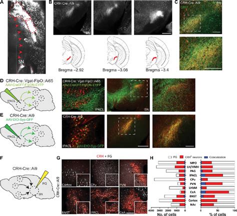 Anterograde And Retrograde Tracing Of Ipacl Crh Neurons A