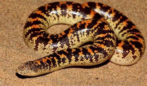 Arabian Sand Boa Facts Distribution And Population Biodb