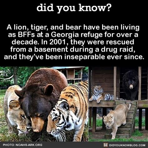 George Takei Lions And Tigers And Bears