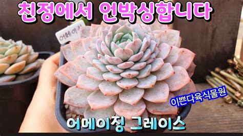 친정에서 언박싱합니다어메이징그레이스퓨어러브이쁜다육식물원경기도다육농장화성시다육농장 Youtube