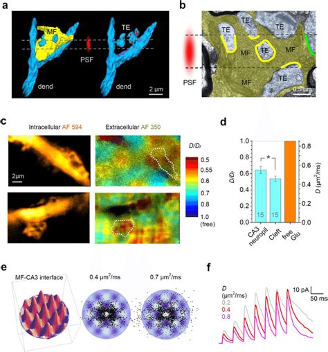 Molecular Diffusivity Inside And Outside The Synaptic Cleft A