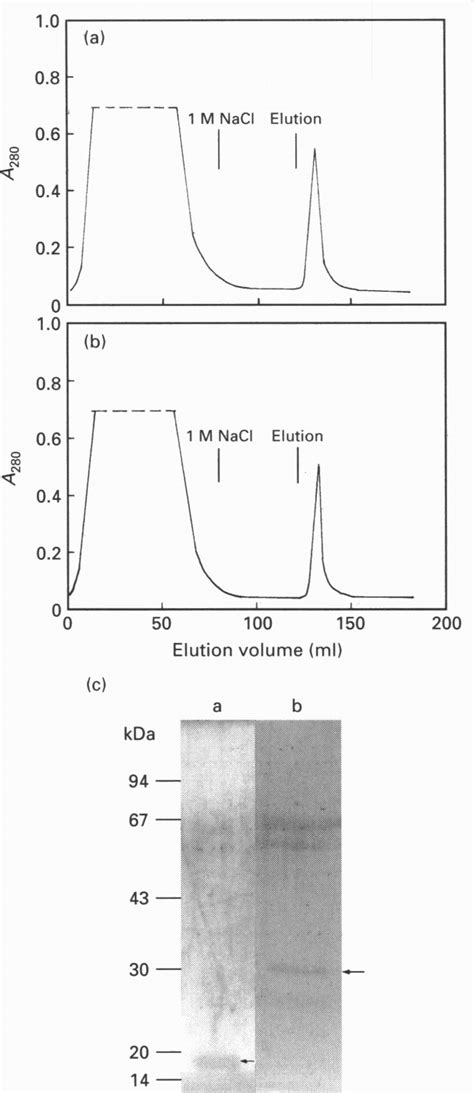 Effects Of Lectin Binding Molecules From Hls On Propo Activation Download Scientific Diagram