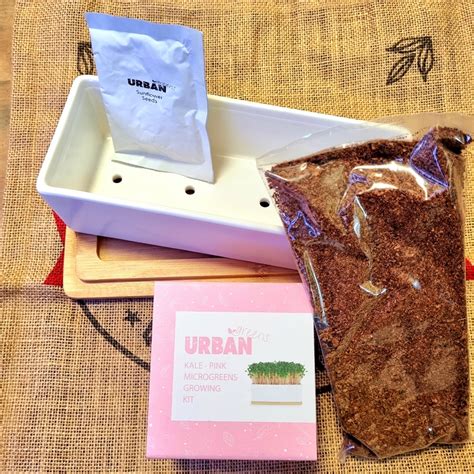 Sprouts Mini Garden Kale Pink Tree And Arbor Supplies