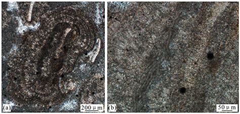 Oolitic Limestone Induced By Photosynthetic Biofilms In The Xuzhuang
