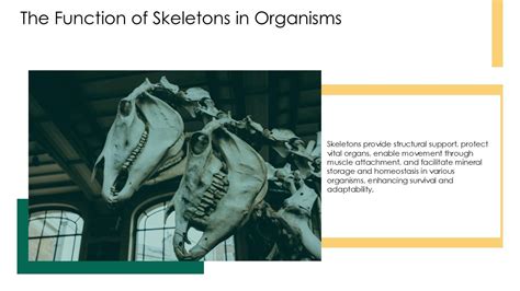 Skeleton Evolution Ppt Template Acp Ppt Example