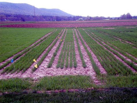 Winter Wheat Plot In April — Research — Department Of Plant Pathology