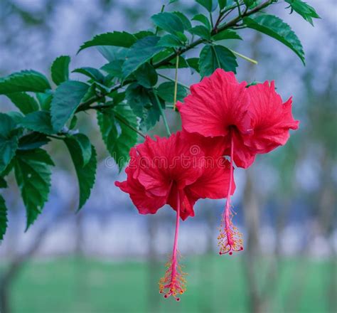 Hibiscus Rosa Sinensis
