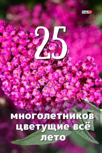 Многолетние цветы для дачи и сада требуют меньшего количества внимания и заботы Список цветов