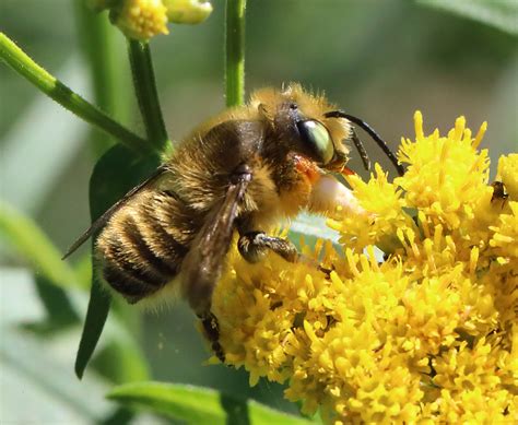 Megachile Perihirta Western Leafcutter Bee California Species Project