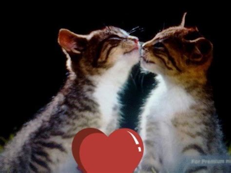 Silly Cats Kissing Two Kittens In Love I Love Cats Two Cats