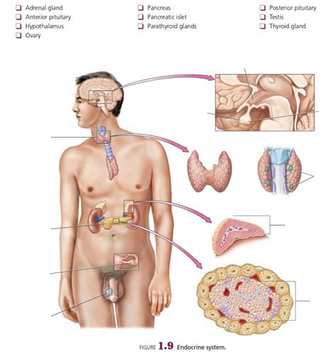Endocrine Glands Diagram Quizlet