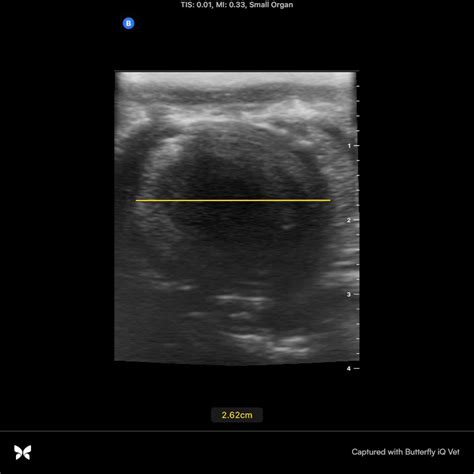 Ball Python Follicle Development During Breeding R Ballpython
