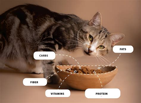 Cat Diet And Nutrition Tips From A Trusted Pet Clinic Singapore