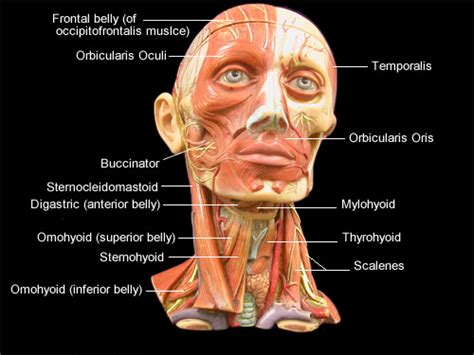 Muscular System Head And Neck