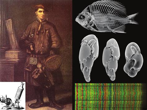 Carl Linnaeus Used Candle Lit Microscopes With Primitive Optics To