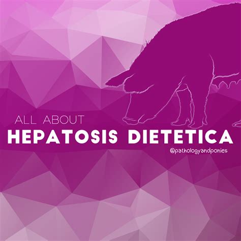 Hepatosis Dietetica Pathology And Ponies