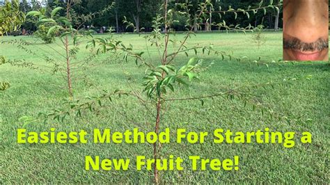 Easiest Method Of Propagating A Fruit Tree YouTube