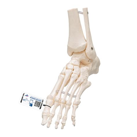 Foot And Ankle Skeleton Elastic Mounted 3b Smart Anatomy Sem Trainers