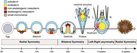 Establishment Of Left Right Asymmetry In Echinoderms Left Right Download Scientific Diagram Establishment Of Left Right Asymmetry In Echinoderms Left Right Download Scientific Diagram