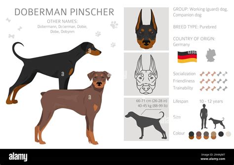 Doberman Color Chart Doberman Pinscher Dogs Clipart Different Poses