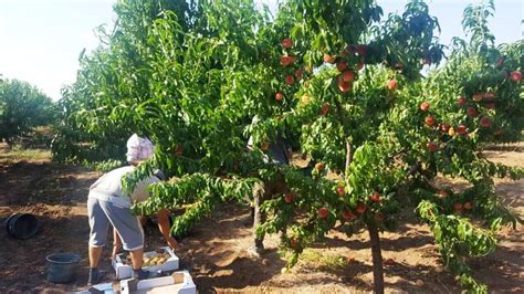 ПРОДАЕТСЯ ГОТОВЫЙ БИЗНЕС ФРУКТОВЫЙ САД В КРЫМУ Персик — 20 Га Слива — 5 Га Яблоки — 9 Га