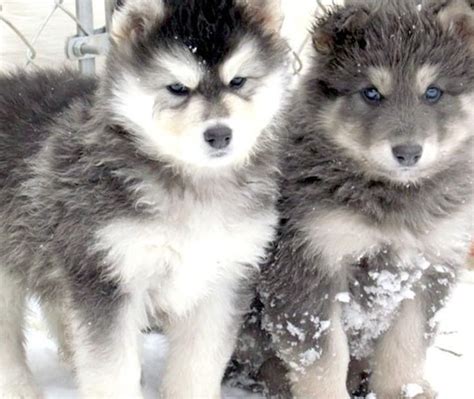 Wolf Husky Hybrid Puppies Possible Wolf Hybrid At Potter League For