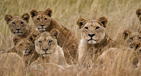 Lion Pride Facts At Nicholas Bruny Blog