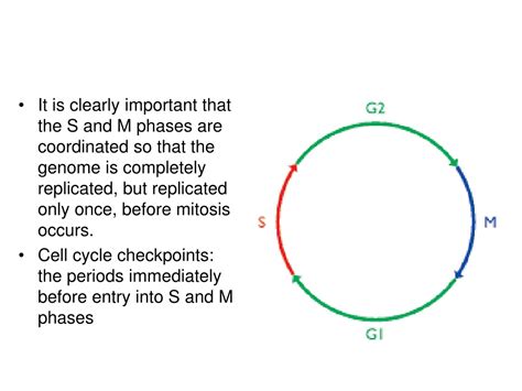 Ppt Solving The Topological Problem Of Genome Replication Powerpoint Presentation Id 9351026