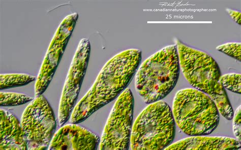 Euglena Gracilis Diagram
