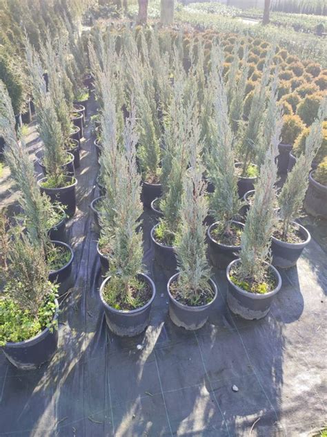 Blue Arrow Juniperus Blue Arrow Mavi Dik Ardıç