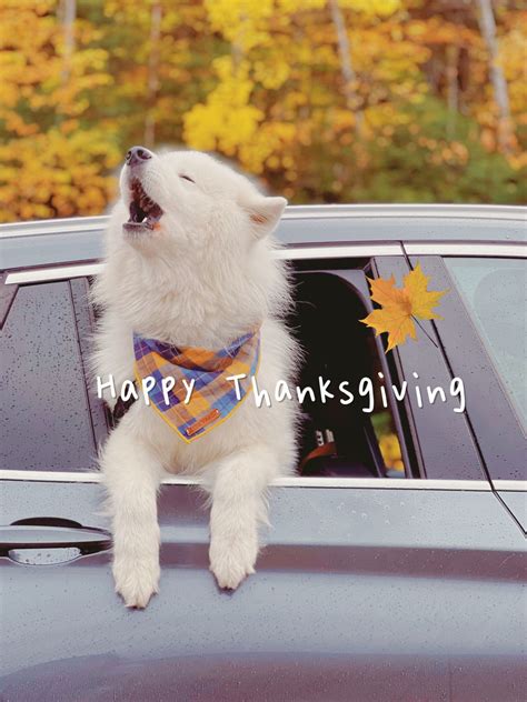 liquan pei on linkedin happy thanksgiving